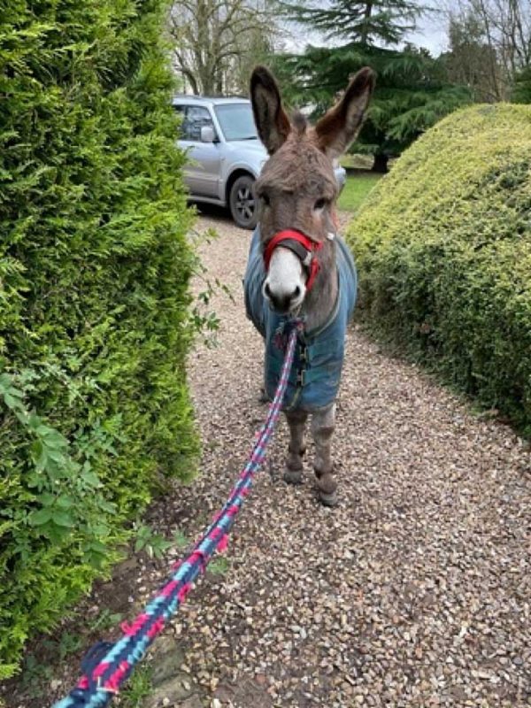 Donkey Walk - Big Sky Alpacas